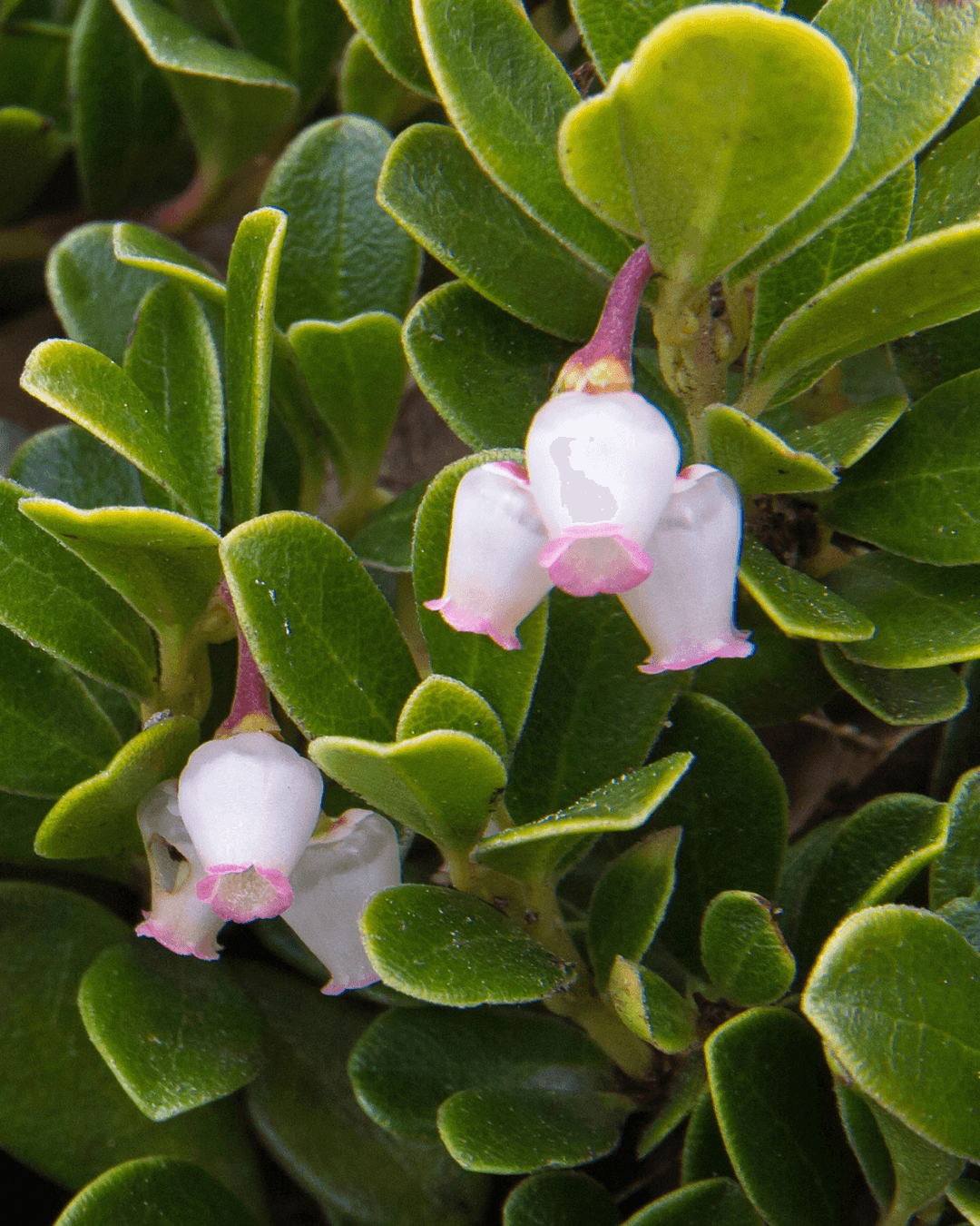Native Plants, Trees & Shrubs – City of Toronto
