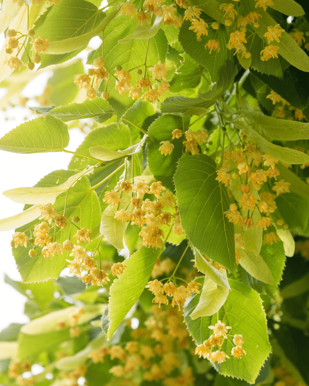 Native Plants, Trees & Shrubs – City of Toronto