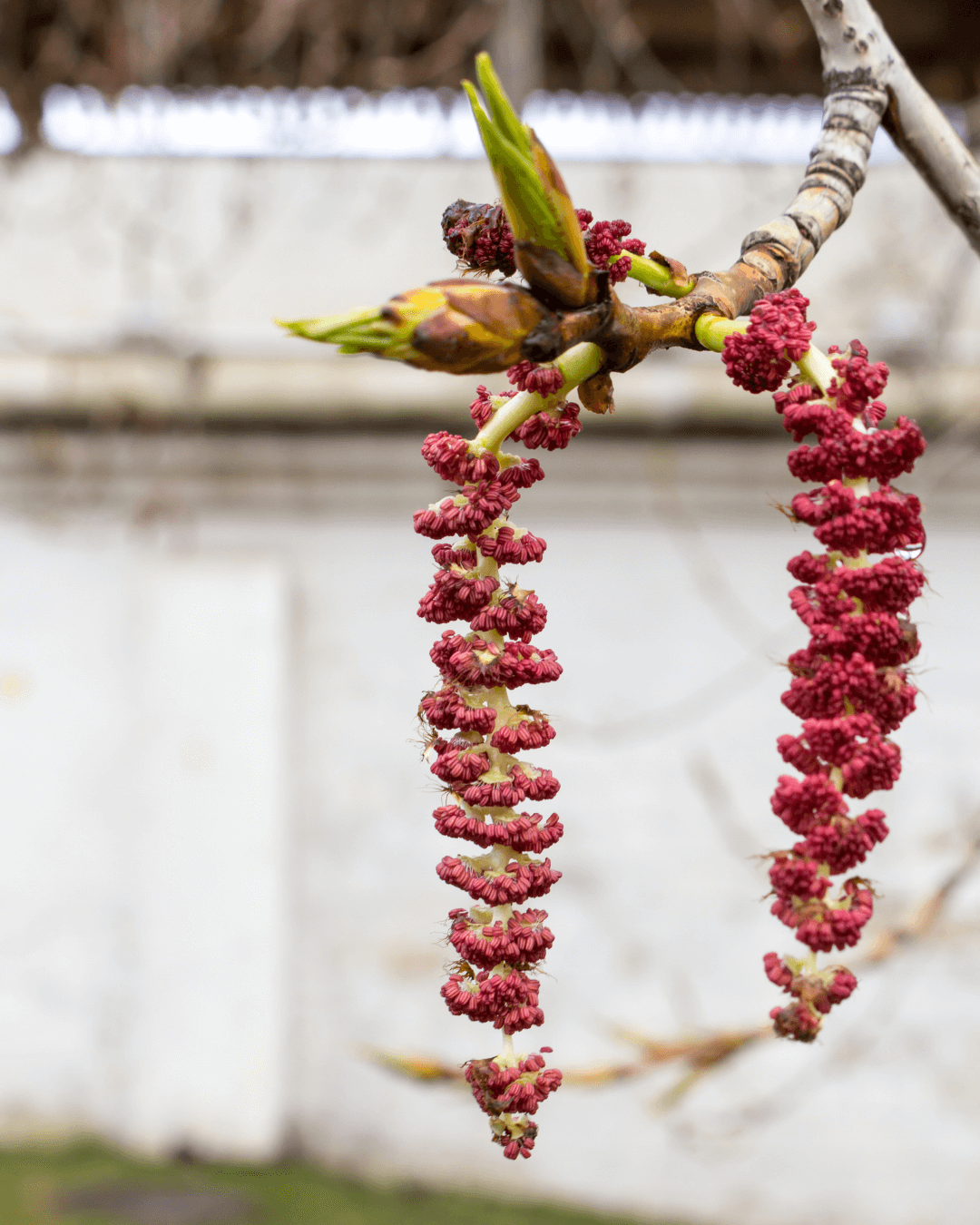 Native Plants, Trees & Shrubs – City of Toronto