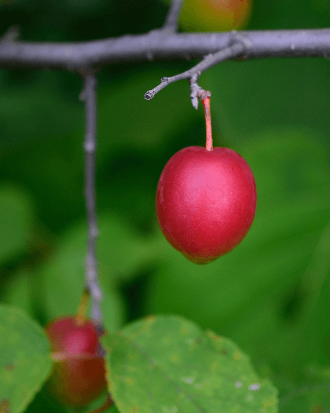 Native Plants, Trees & Shrubs – City of Toronto